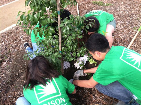 Volunteers Gather for Tree Planting Party to Help Beautify Park in ...