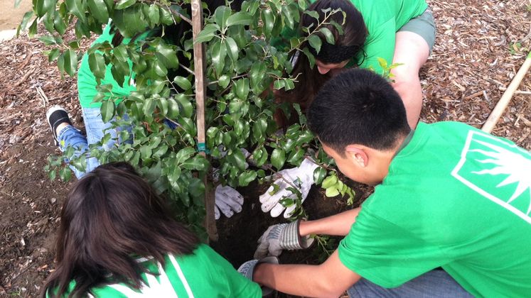Volunteers Gather for Tree Planting Party to Help Beautify Park in ...