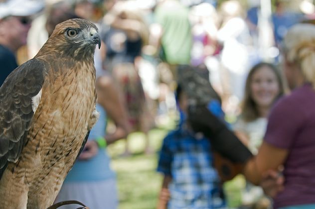 Ojai Raptor Center Makes Rescue, Rehabilitation Its Mission | Edison ...