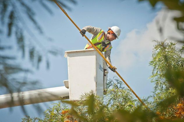 Trees and Power Lines: Plant Smart, Trim Smarter | Edison International ...