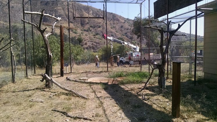 California Condor Recovery Program Spreads Its Wings | Edison ...