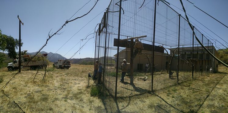California Condor Recovery Program Spreads Its Wings | Edison ...