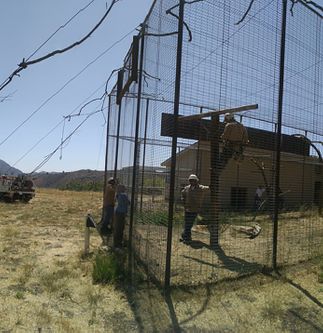 California Condor Recovery Program Spreads Its Wings | Edison ...