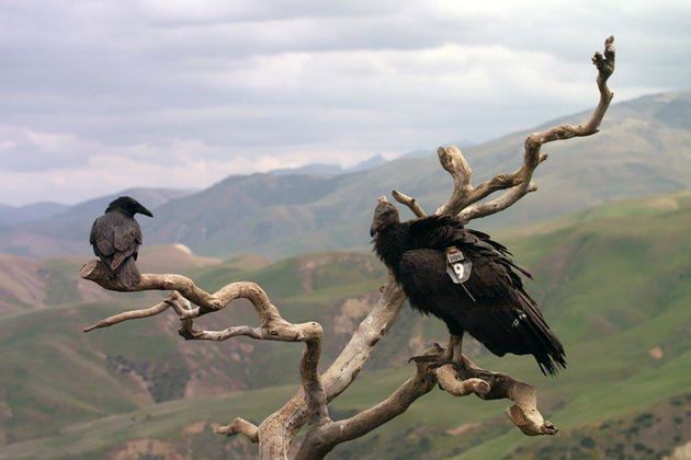 California Condor Recovery Program Spreads Its Wings | Edison ...