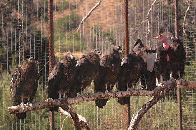 California Condor Recovery Program Spreads Its Wings | Edison ...