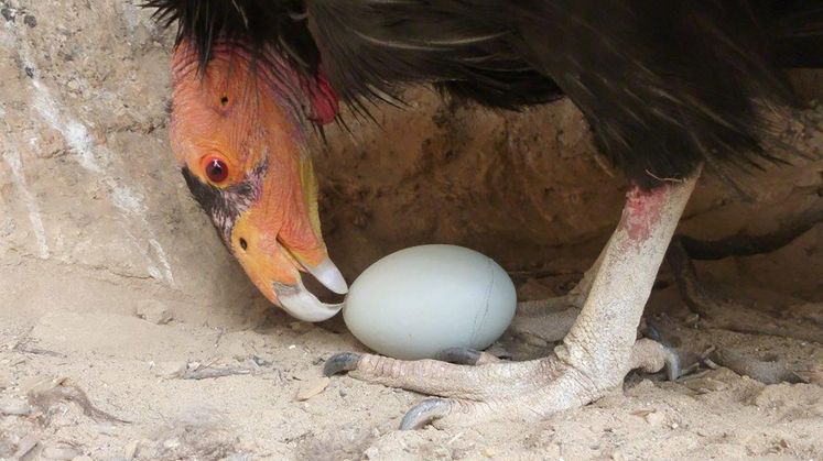 California Condor Recovery Program Spreads Its Wings | Edison ...