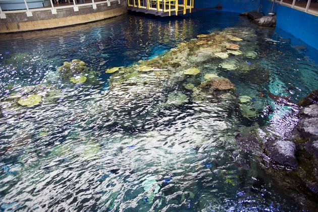 Aquarium of the Pacific Shines a Light on Energy Savings | Edison ...