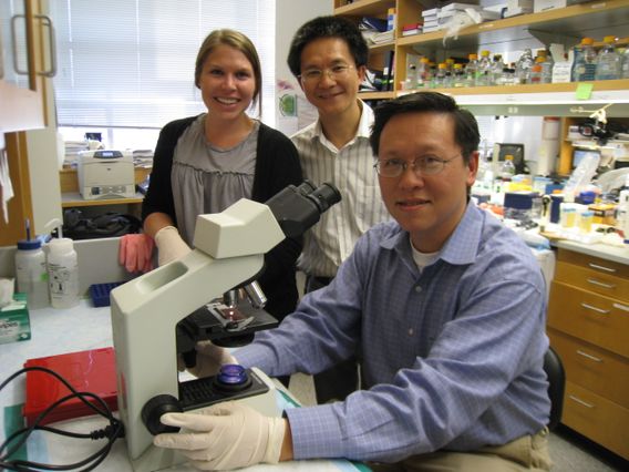 Photo | UCLA scientists find molecular switch to prevent Huntington's ...