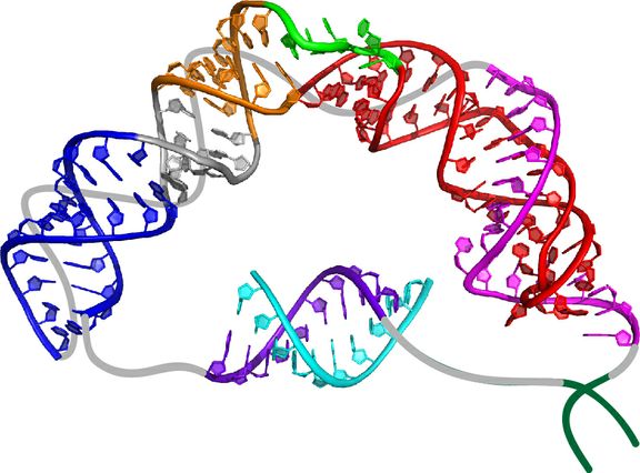 New 3-D model of RNA 'core domain' of enzyme telomerase may offer clues ...