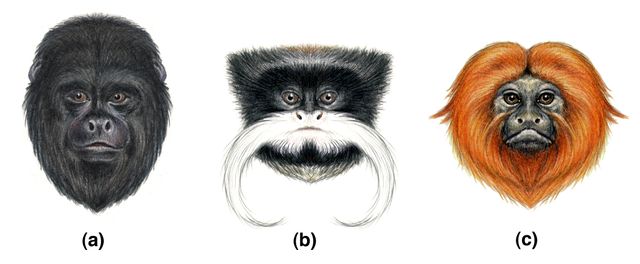 Photo | Faces of New World primates | UCLA
