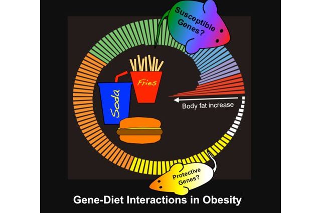 Genes and obesity: Fast food isn't only culprit in expanding waistlines ...