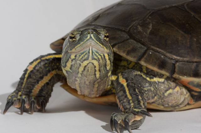 Scientists decode genome of painted turtle, revealing clues to ...