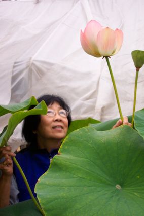 Photo | Jane Shen-Miller with Nelumbo nucifera, the 'sacred lotus' | UCLA