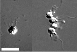 mushroom single cell