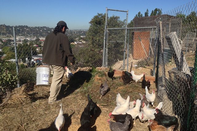 UCLA student researchers find urban agriculture thriving in Los Angeles ...