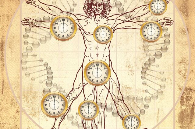 UCLA scientist uncovers biological clock able to measure age of most ...