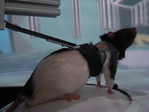 Photo | Rat treadmill | UCLA