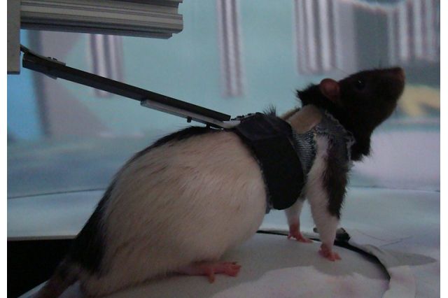 Anticipation and navigation: Do your legs know what your tongue is ...