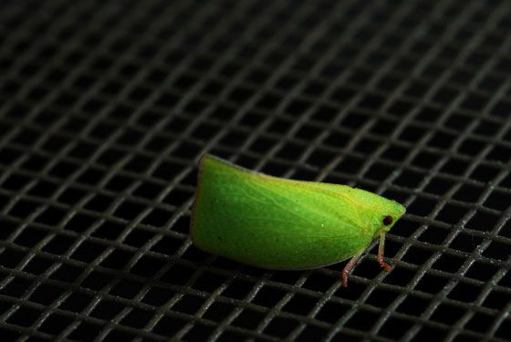 Photo | leaf-shaped-bug | UCLA