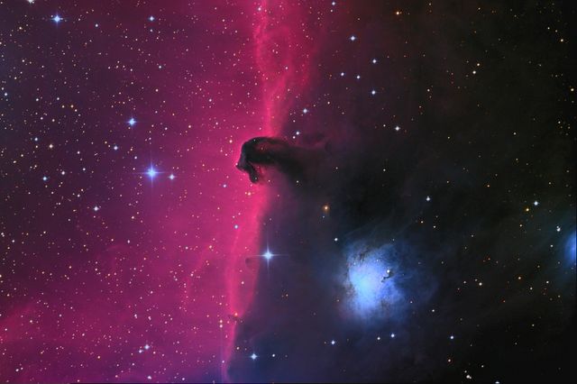 Photo | Horse 1 | UCLA