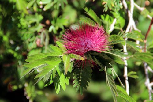 Photo | 14 IMG 1196-Surinam-Powder-Puf | UCLA
