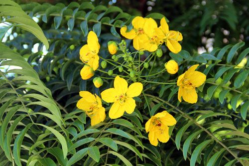 Photo | 39 IMG 0933-pretty-yellow-flow | UCLA