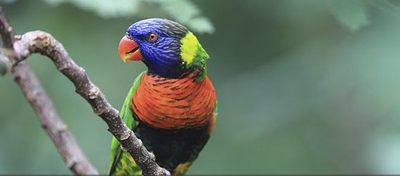 Jan. 25: Bird-centric fun at the Fowler | UCLA