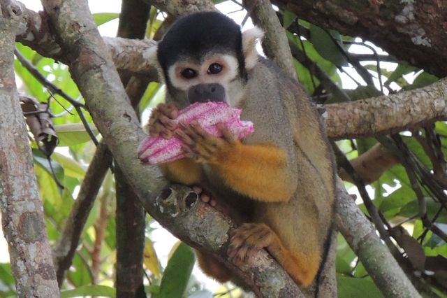 Endangered monkeys in the Amazon are more diverse than previously ...