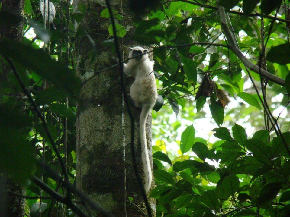 Endangered monkeys in the Amazon are more diverse than previously ...
