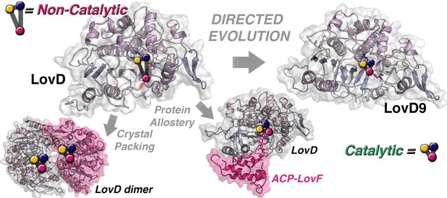 Scientists reveal structural secrets of enzyme used to make popular ...