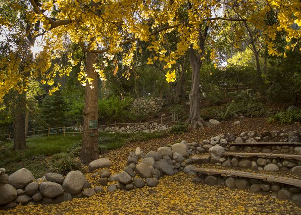 UCLA's Mildred E. Mathias Botanical Garden gets $5 million from Morton ...