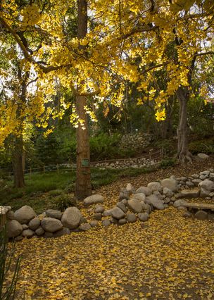 UCLA's Mildred E. Mathias Botanical Garden gets $5 million from Morton ...