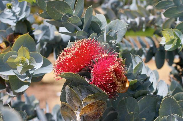 Photo | Mildred E. Mathias Botanical Garden flowers | UCLA