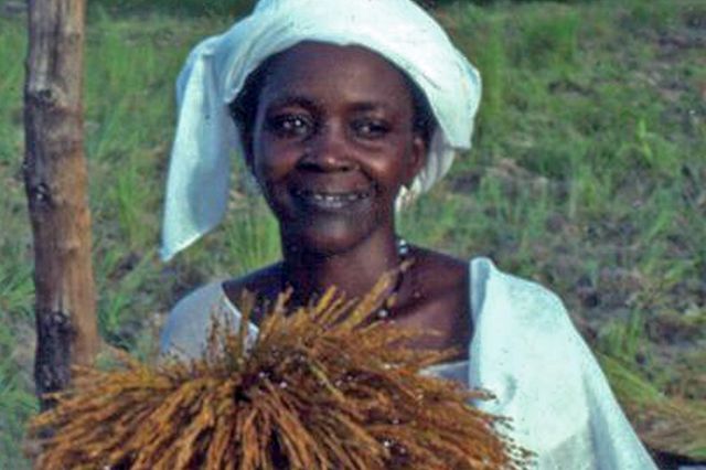 UCLA geographer helps sequence rice genome | UCLA