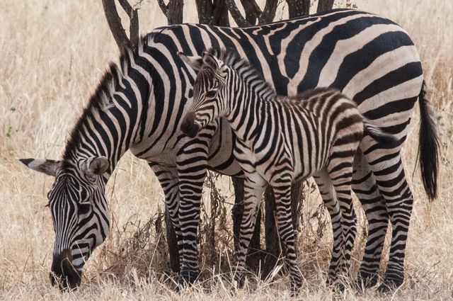 Why do zebras have stripes? | UCLA