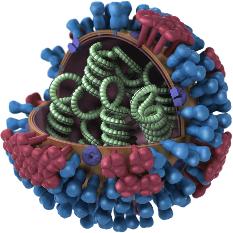 Five intriguing facts about viruses that cause measles, Ebola and other ...