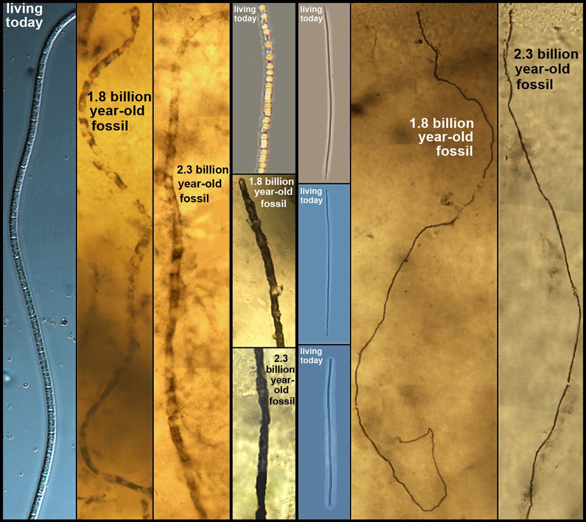 Scientists discover organism that hasn’t evolved in more than 2 billion ...