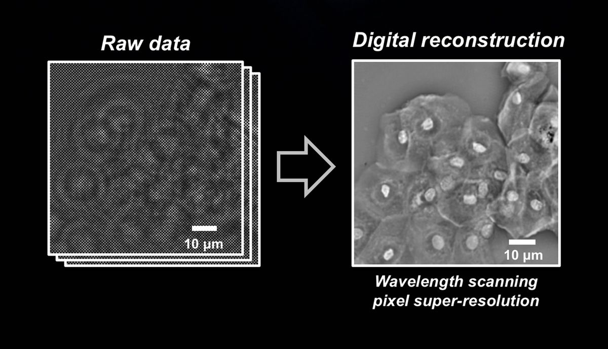 New technique greatly enhances digital microscopy images | UCLA