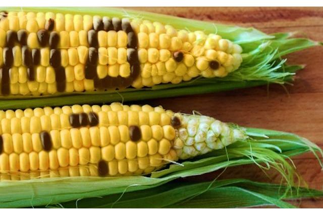 Dec. 14: 'What's So Bad About GMOs?' | UCLA