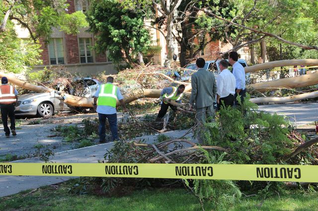Eucalyptus tree falls near Murphy Hall, damages cars | UCLA