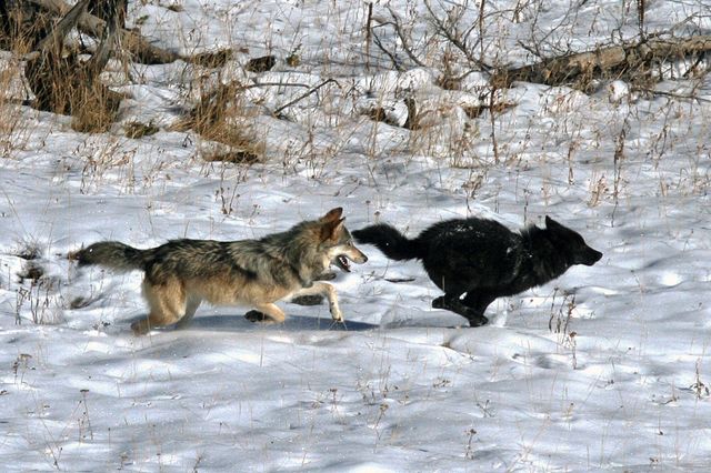 Should the gray wolf keep its endangered species protection? | UCLA