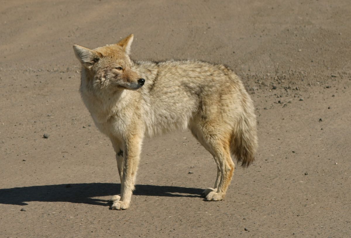 Should the gray wolf keep its endangered species protection? | UCLA