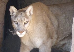 Preventing mass extinctions of big mammals will require immediate ...