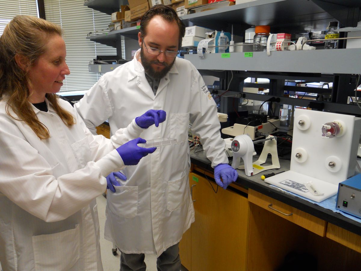 UCLA researchers use stem cells to grow 3-D lung-in-a-dish | UCLA