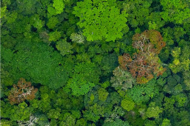 High-tech rainforest map brings climate and conservation efforts into ...