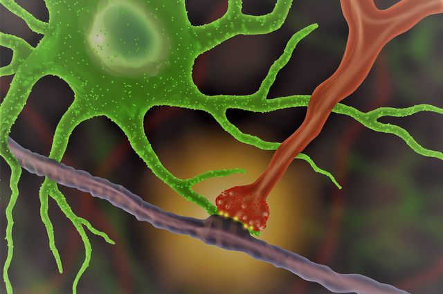 UCLA scientists pioneer new method for watching brain cells interact in ...