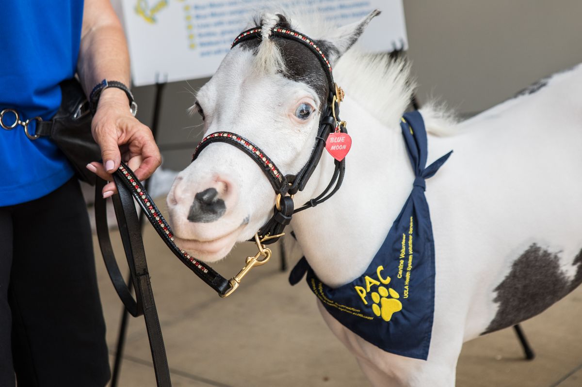 Mini-horse charms patients, families and staff | UCLA