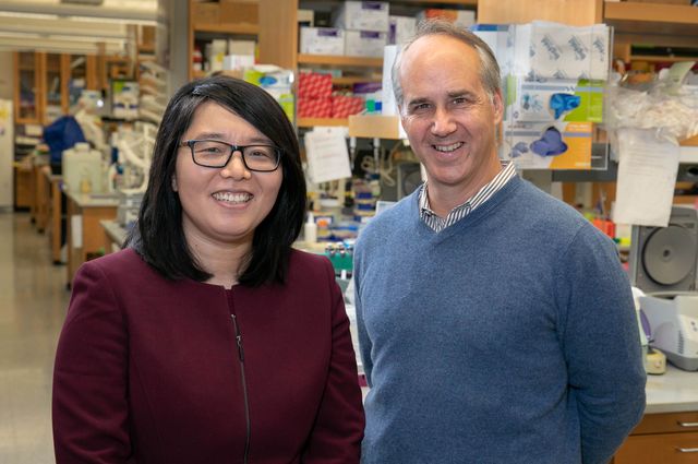 UCLA-led team uncovers critical new clues about what goes awry in ...