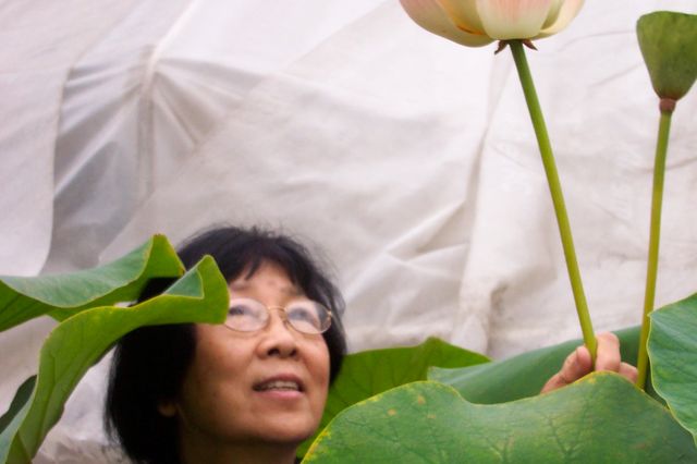 Scientist who helped sequence the ‘sacred lotus’ genome honored by ...