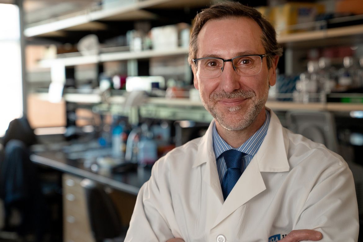 Photo | Antoni Ribas | UCLA